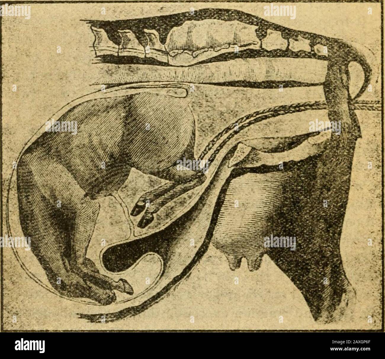 The veterinary obstetrical compendium : for the farmer and breeder of ...