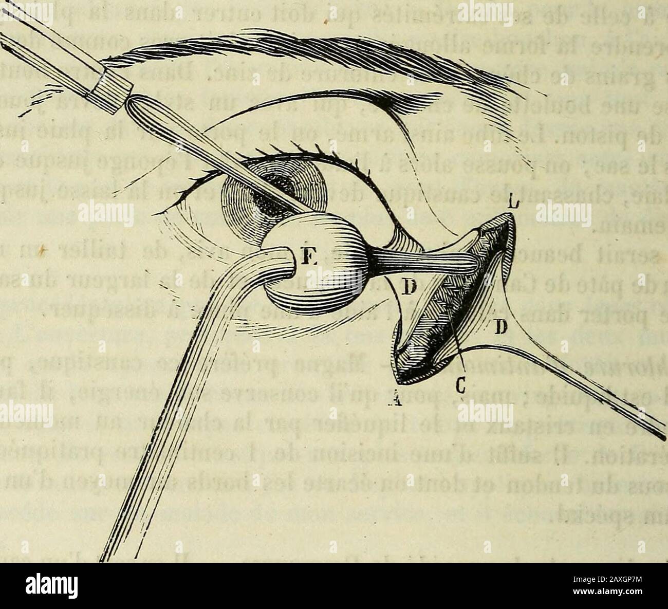 Os lacrymal hi-res stock photography and images - Alamy