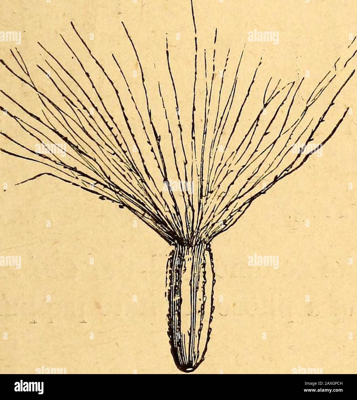 Text-book of structural and physiological botany . FiG. 233.—Caducous ...
