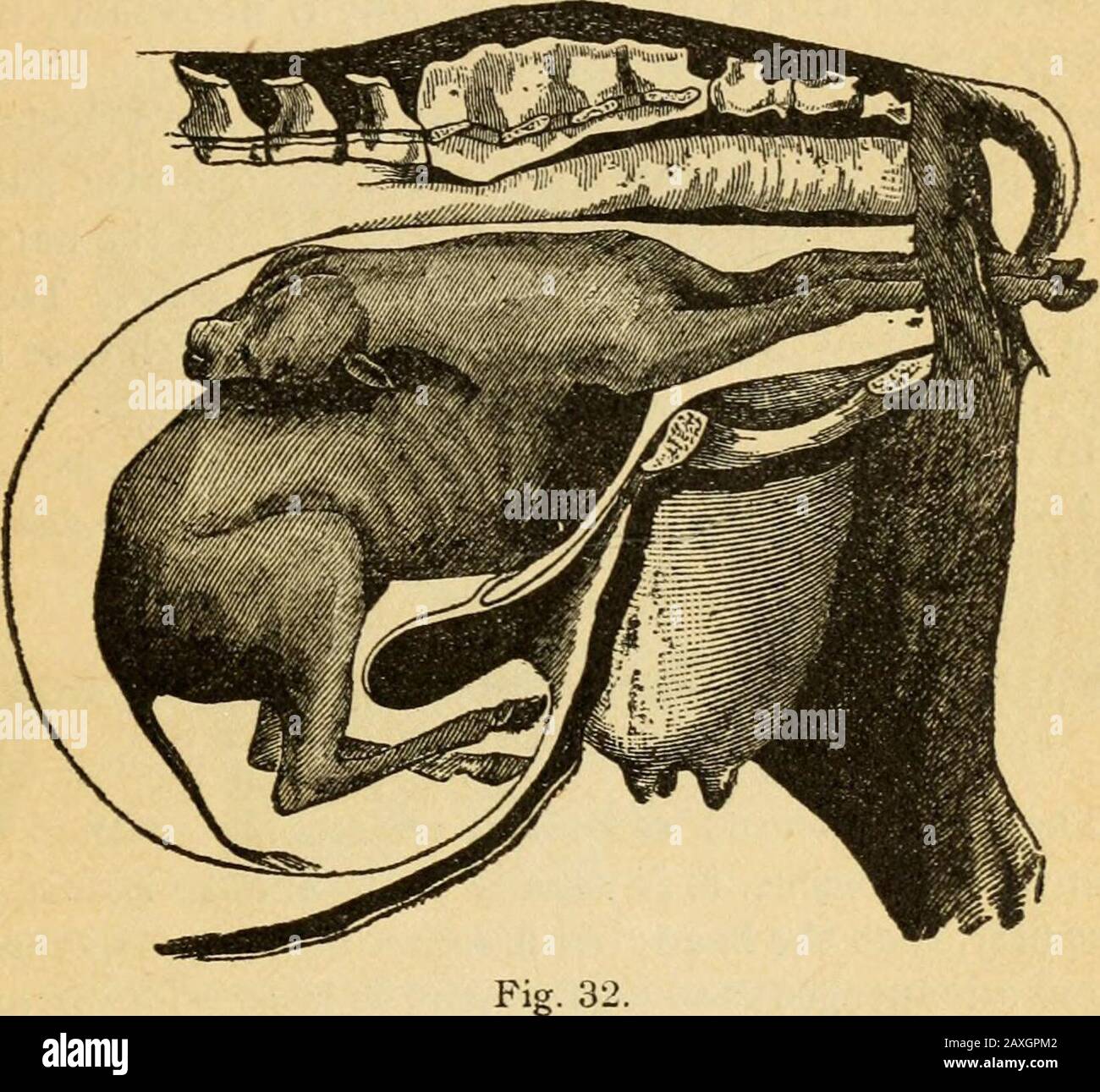 The veterinary obstetrical compendium : for the farmer and breeder of ...