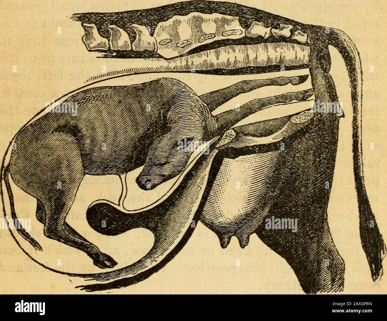 The veterinary obstetrical compendium : for the farmer and breeder of ...