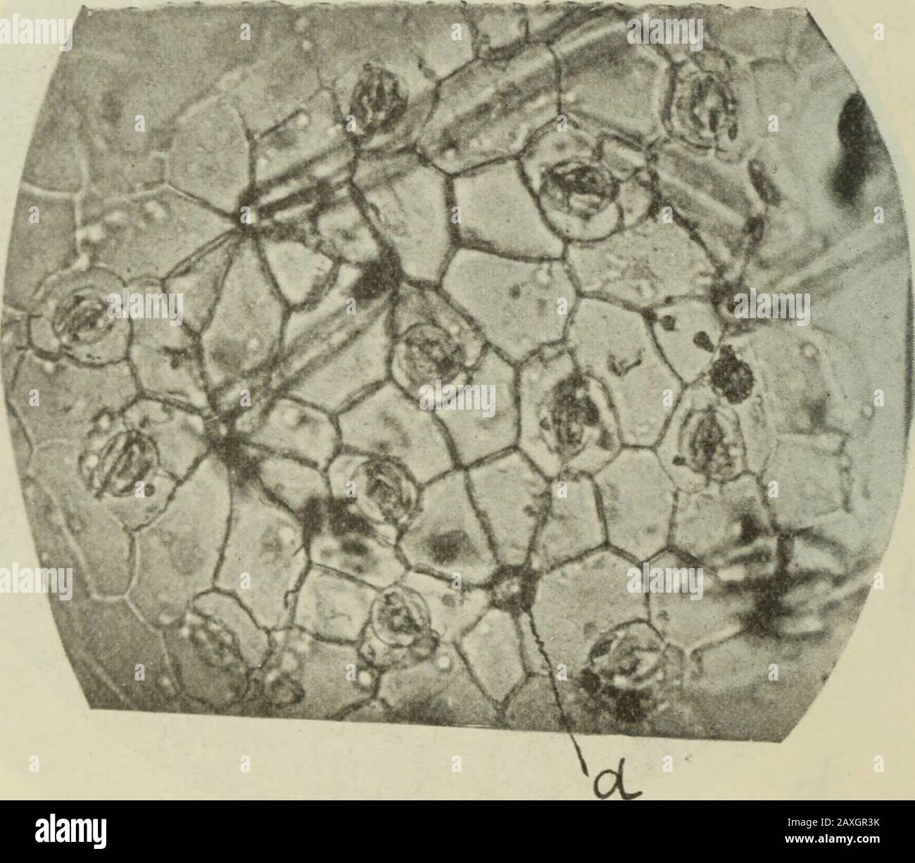 Senna india hi-res stock photography and images - Alamy