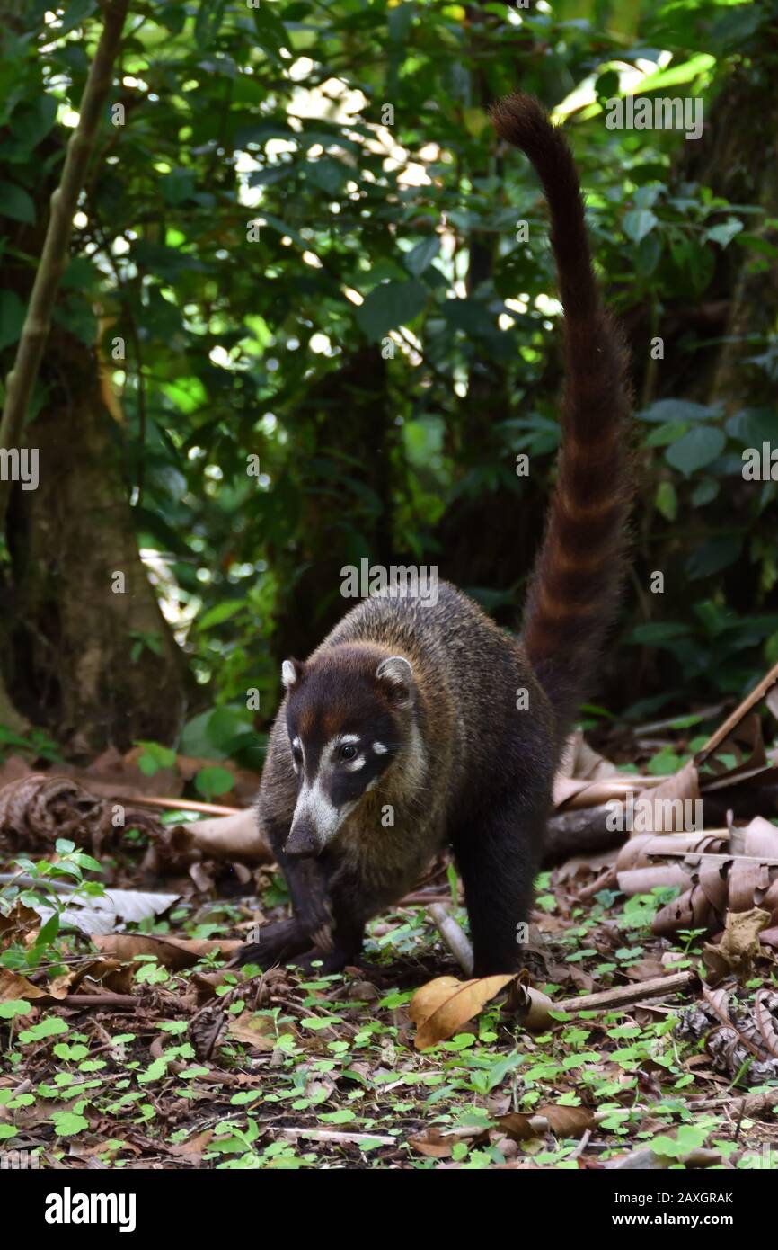 White-nosed coati in Costa Rica rainforest Stock Photo - Alamy