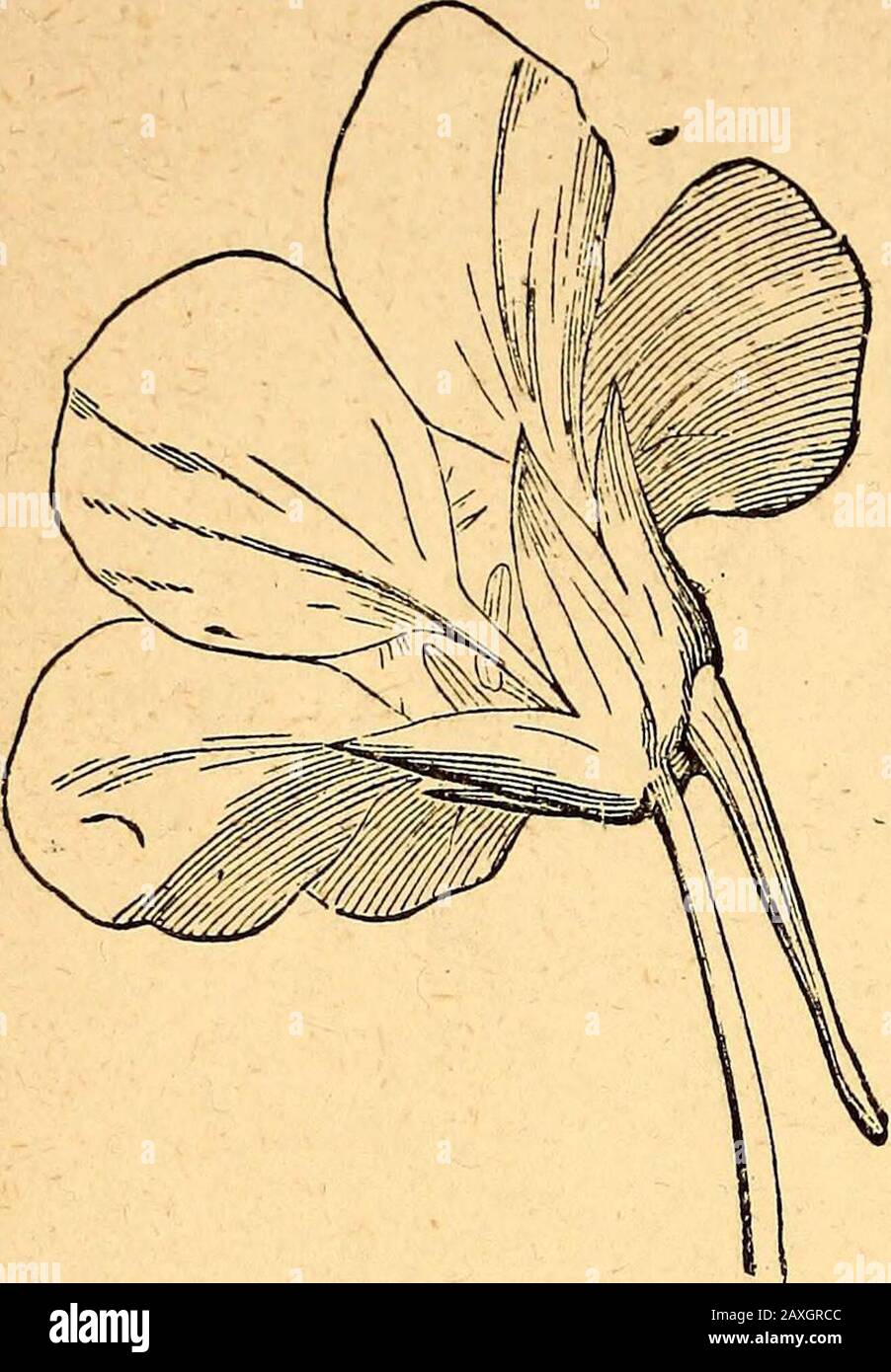 Gamosepalous hi-res stock photography and images - Alamy