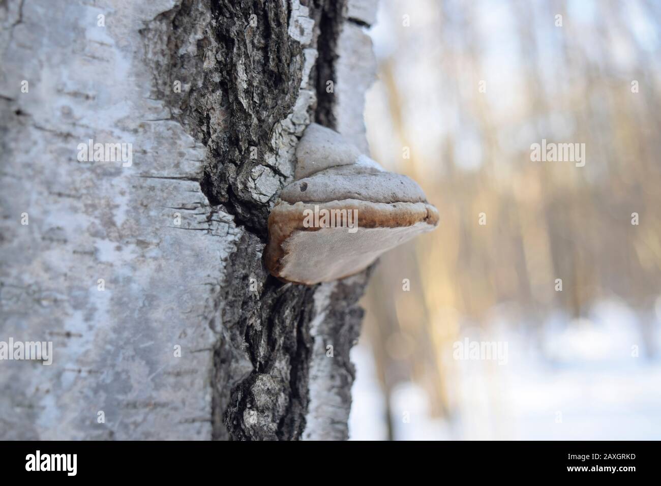 Birch tree parasites hi-res stock photography and images - Alamy
