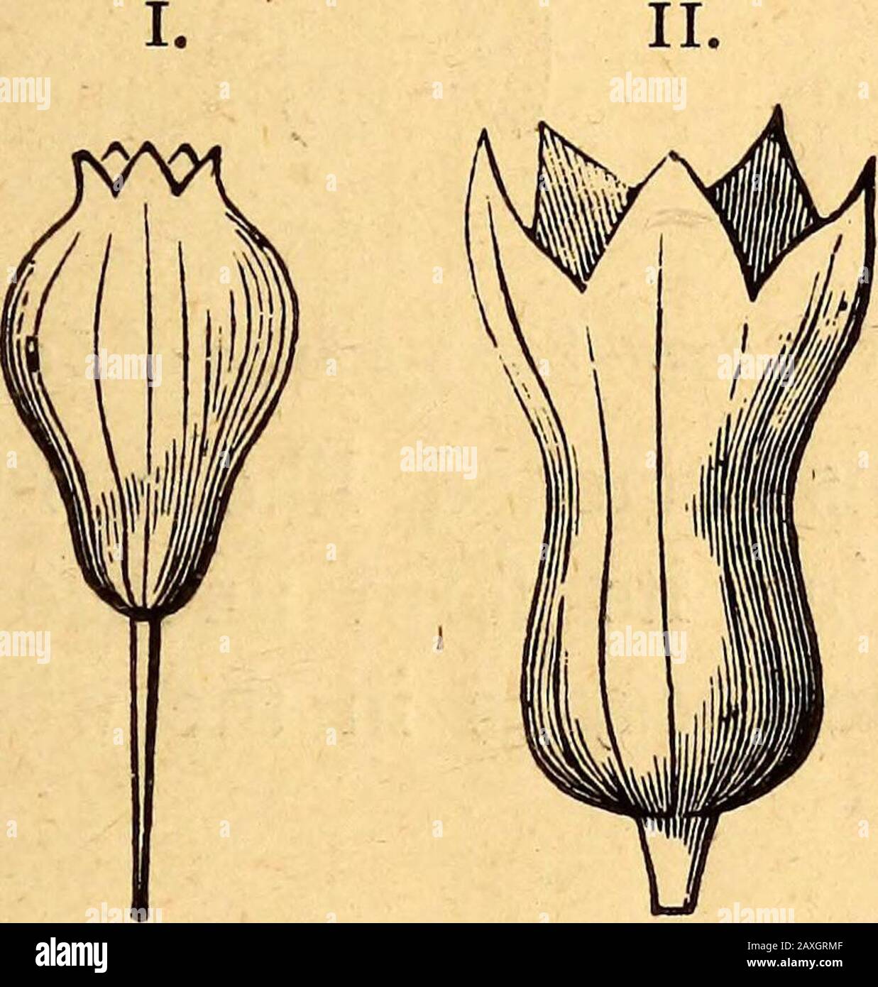 Gamosepalous hi-res stock photography and images - Alamy