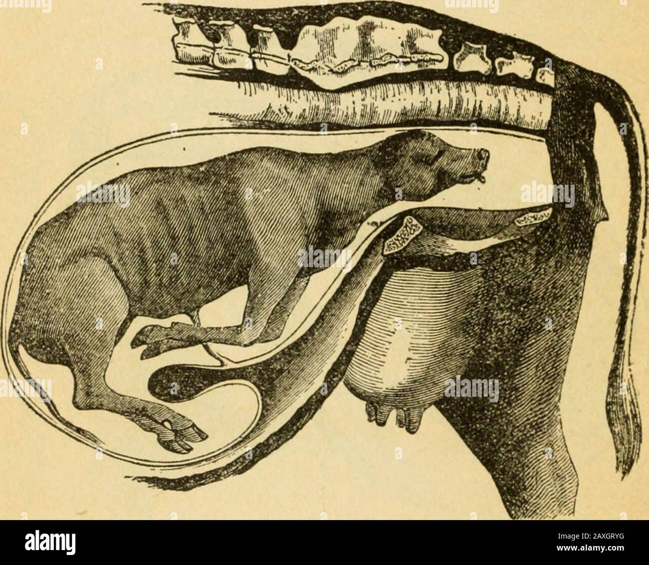 The veterinary obstetrical compendium : for the farmer and breeder of ...
