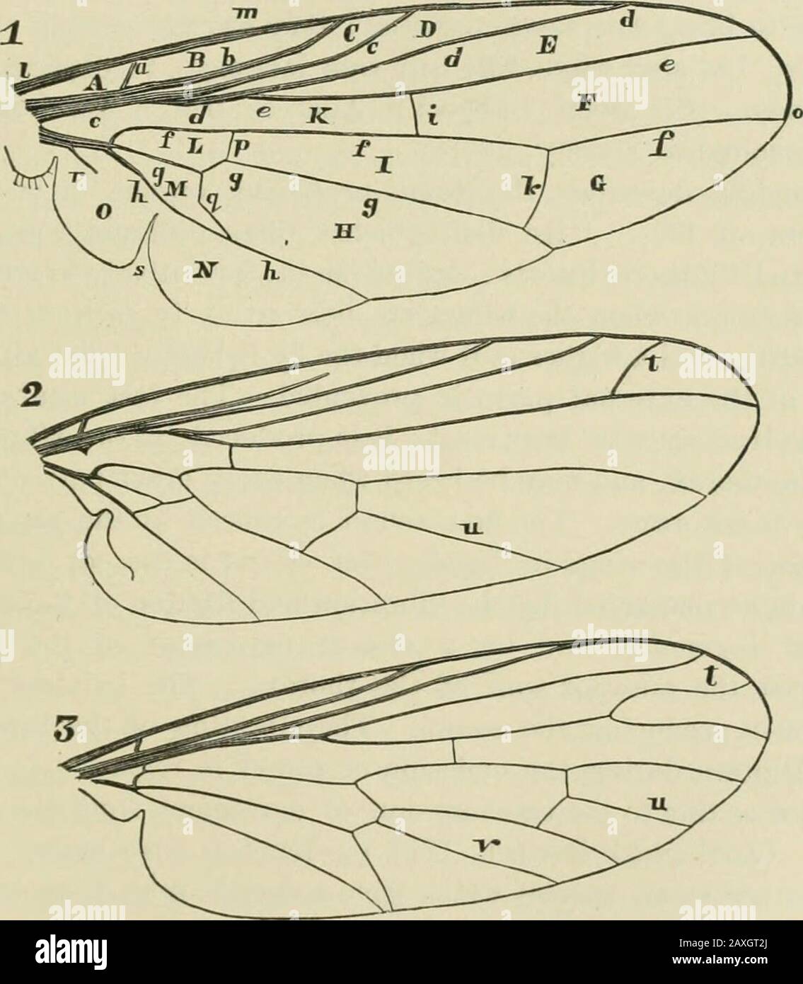 Guide to the study of insects and a treatise on those injurious and ...