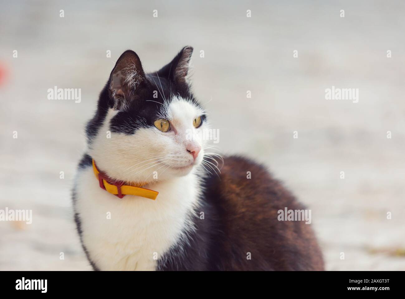adult domestic cat portrait close up Stock Photo - Alamy
