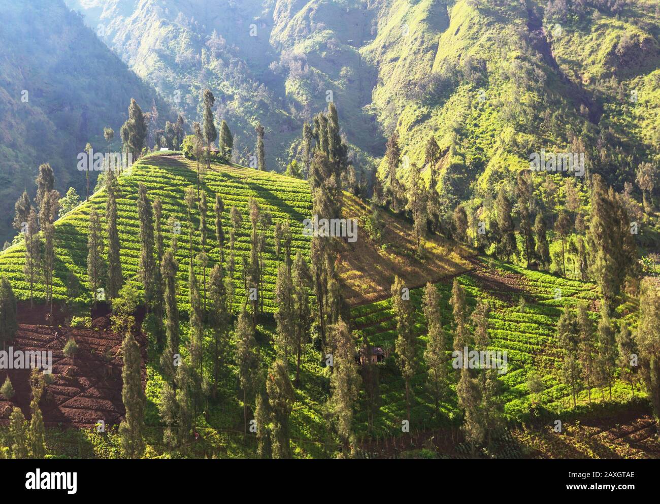 Green fields in Indonesia. Tropical landscapes Stock Photo - Alamy