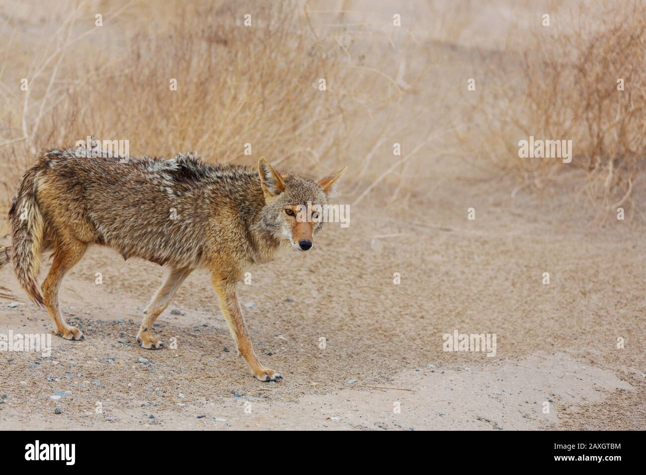 coyote closeup in the desert Stock Photo - Alamy