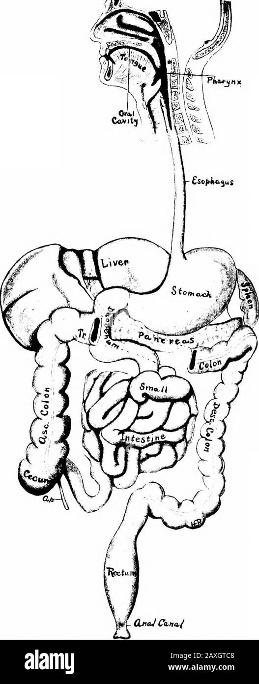 A manual of anatomy . hetract caudal to the pharynx is called the tubus ...