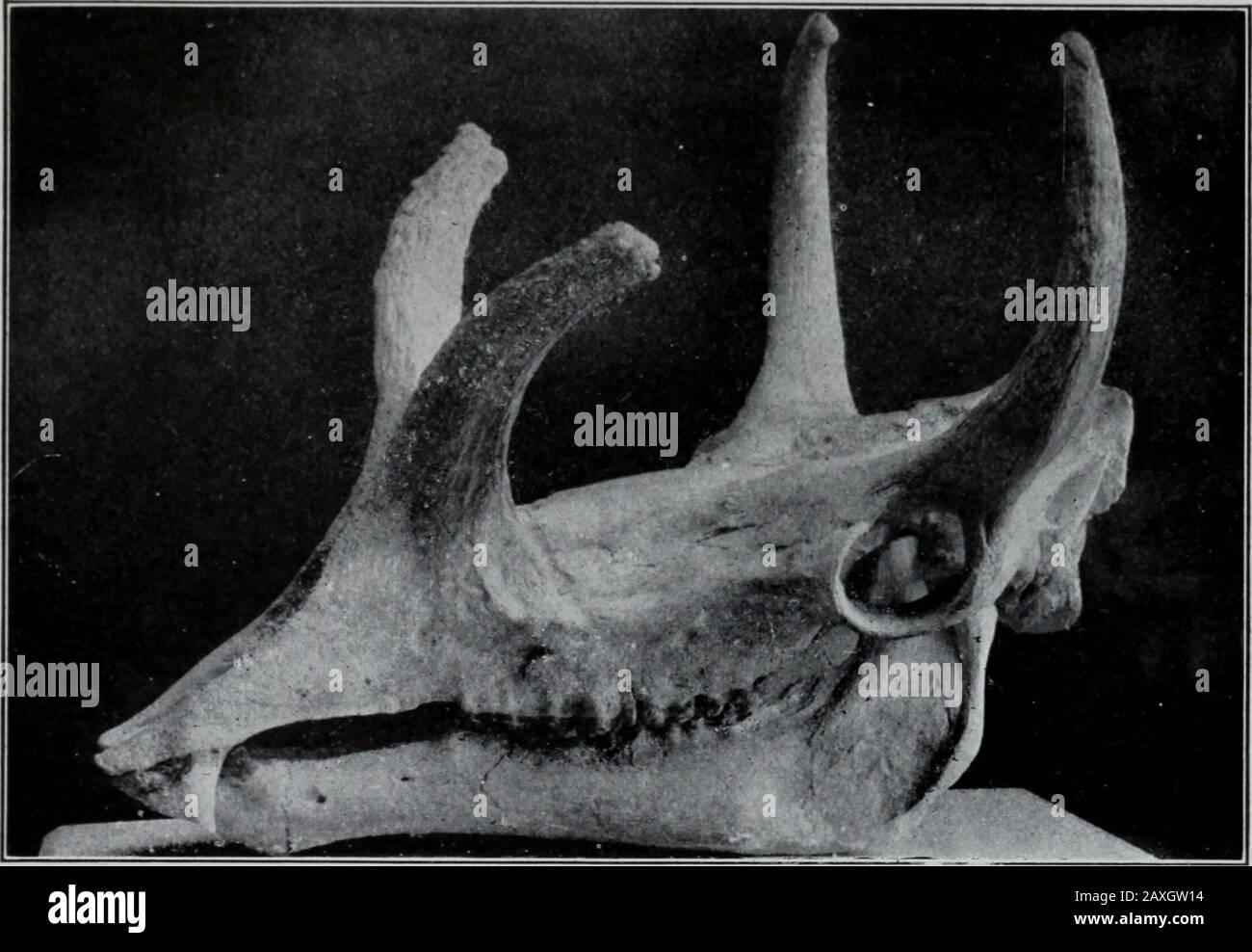 Protoceras hi-res stock photography and images - Alamy