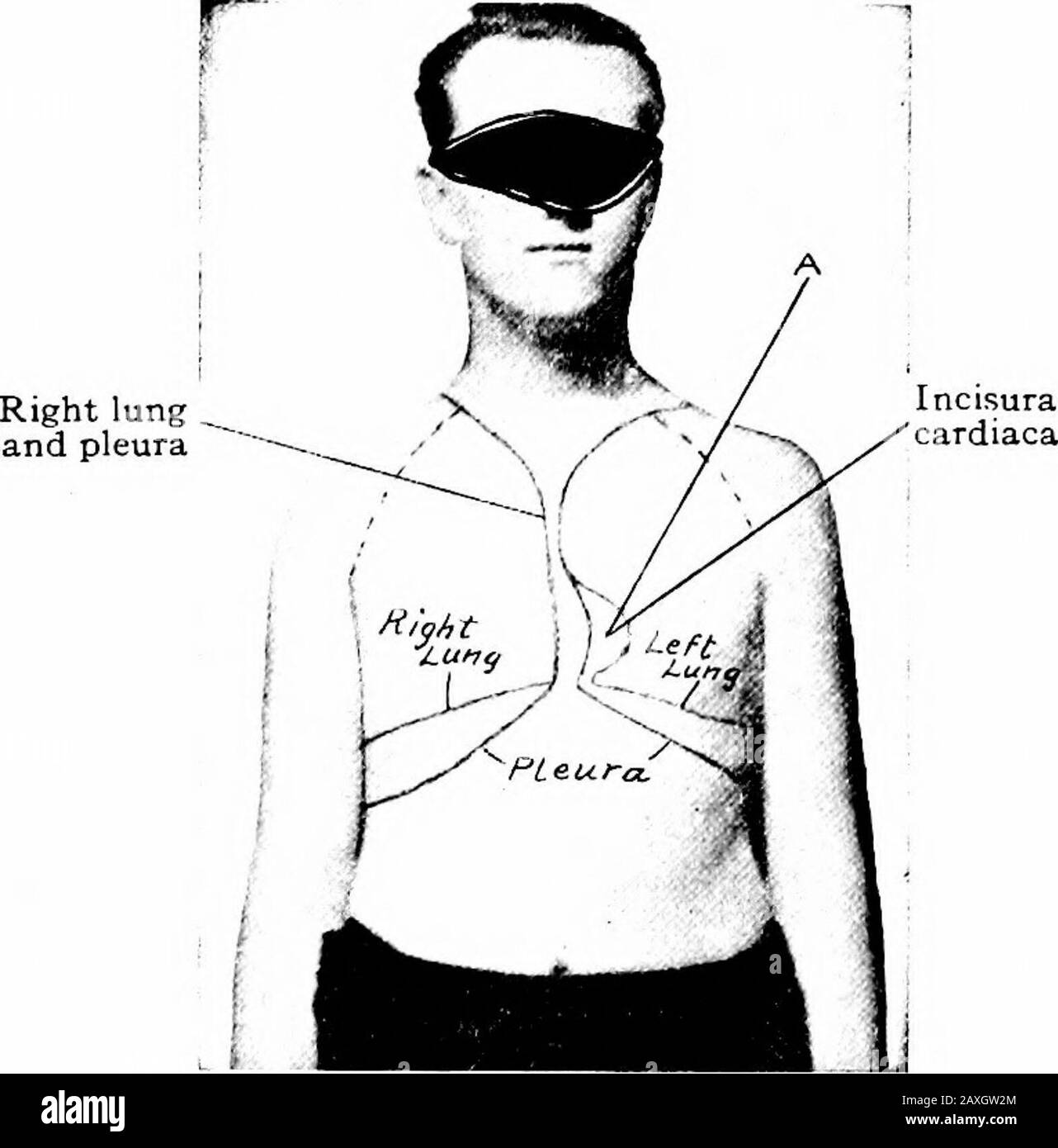 A manual of anatomy . i to i inch (i to 2.5 cm.) above the clavicle ...