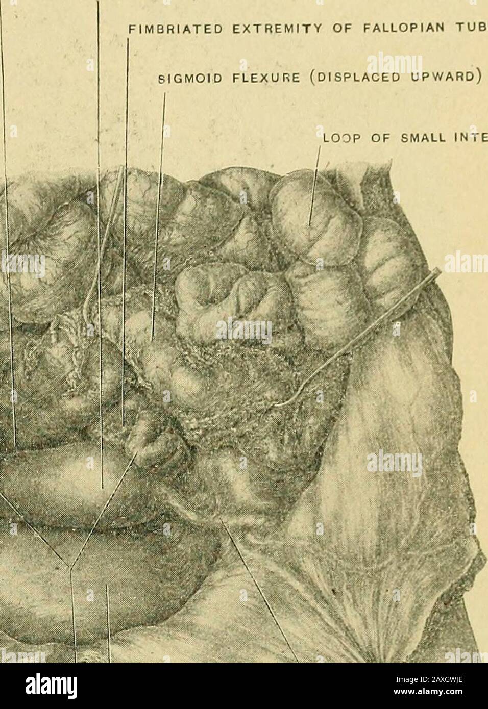 The practice of obstetrics, designed for the use of students and ...