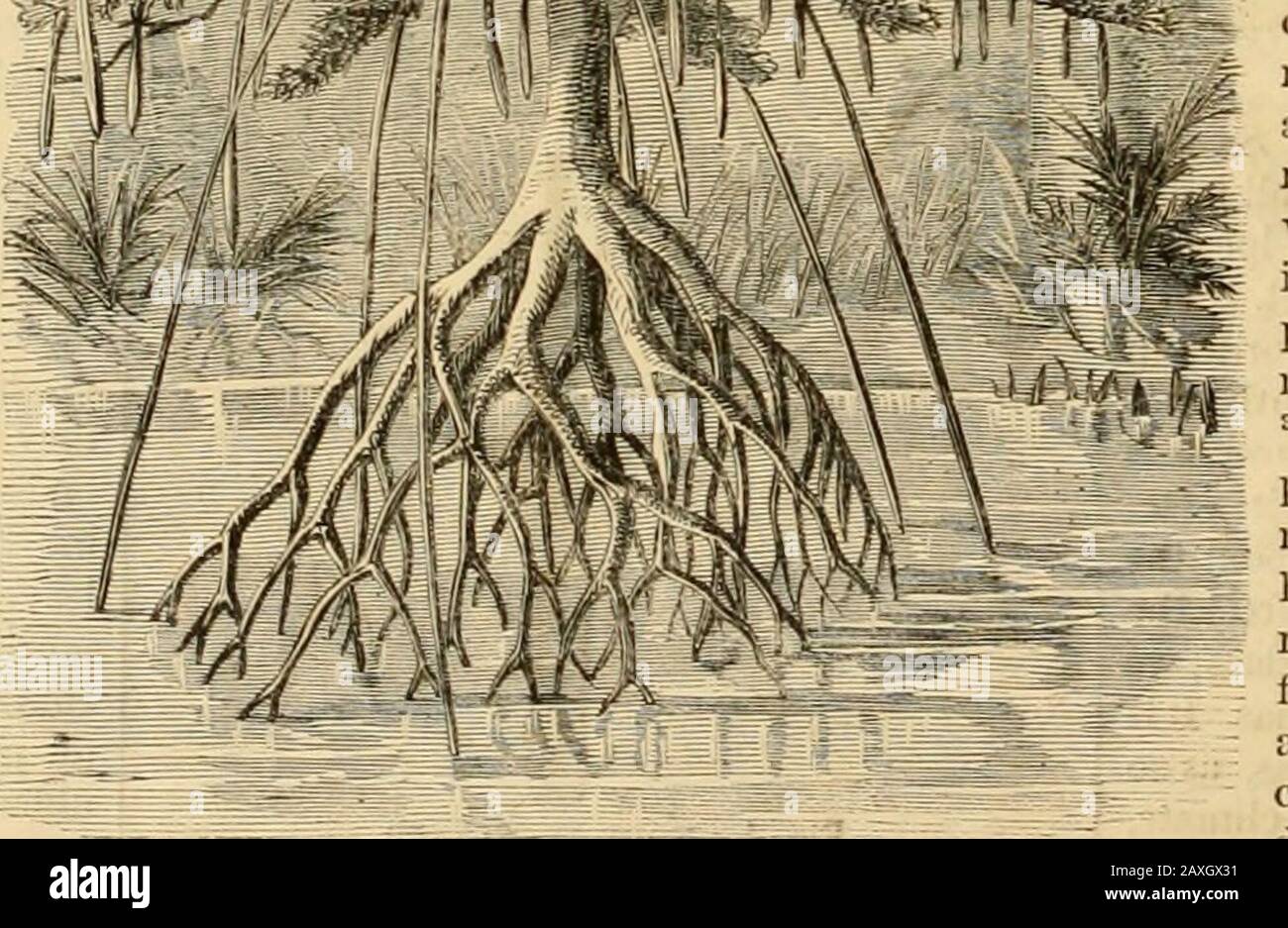 Mangrove tree seeds hi-res stock photography and images - Alamy