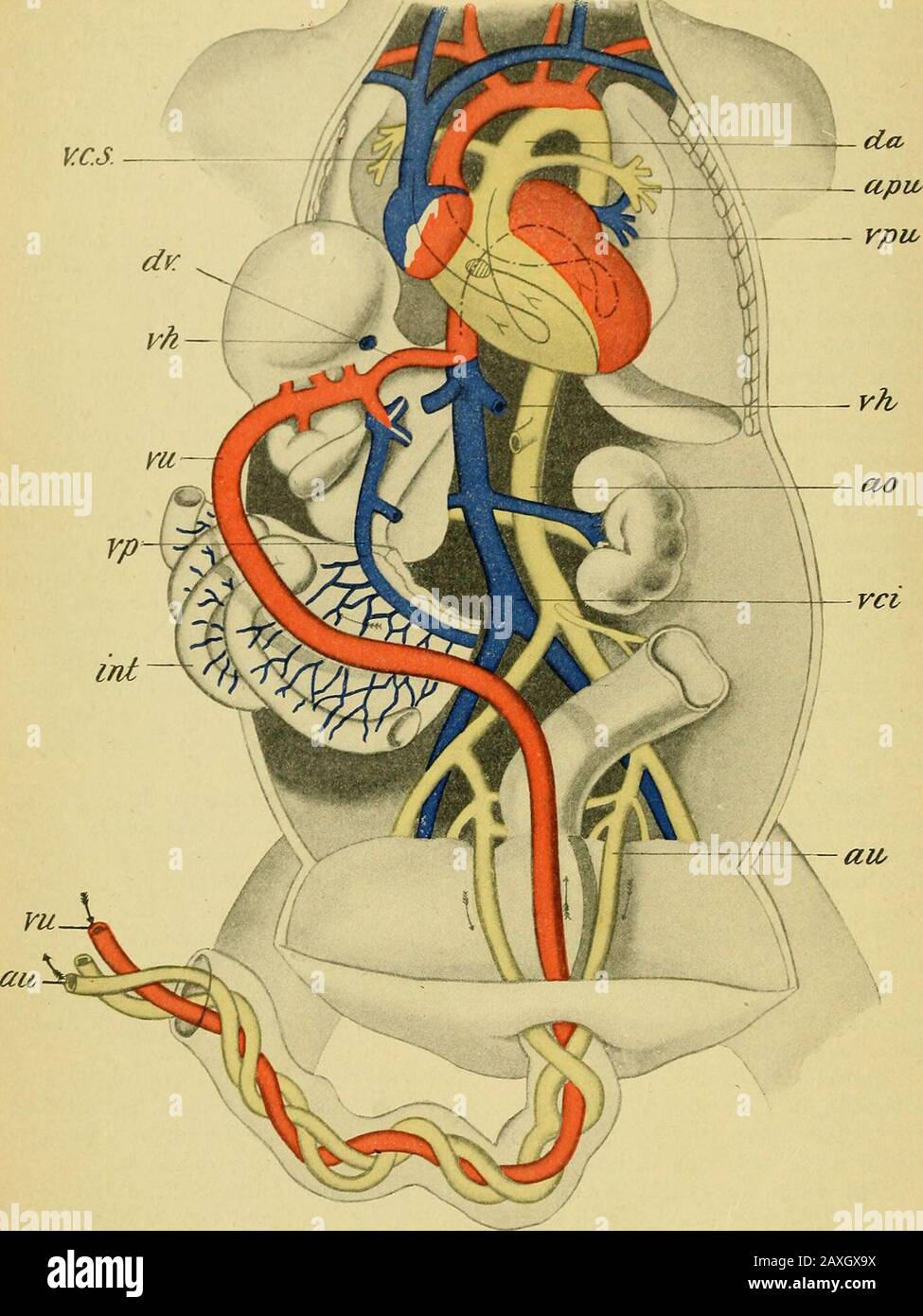 Fetal Maternal Circulation