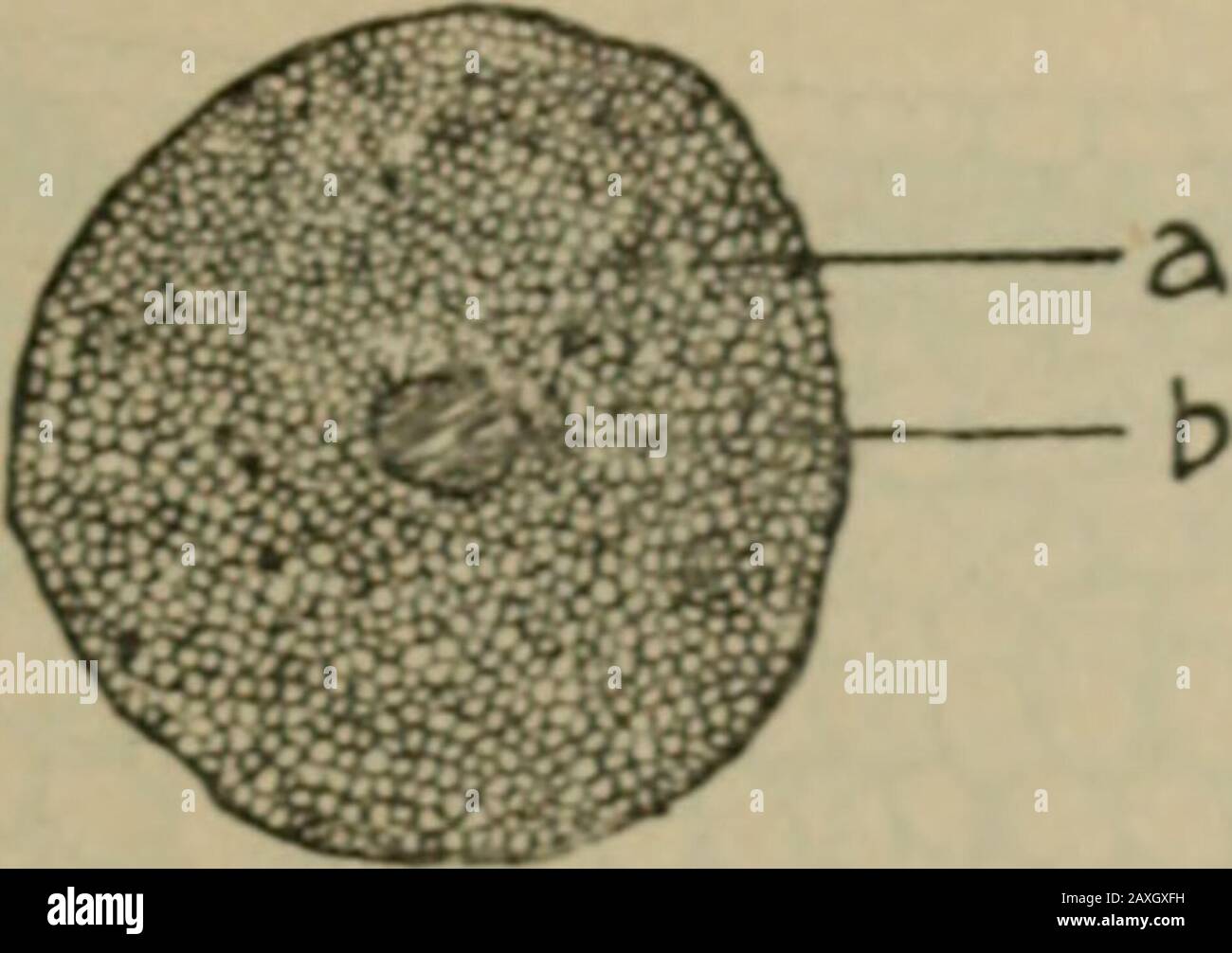 American journal of pharmacy . Fig. /. Rhizome aud roots of Veronica ...
