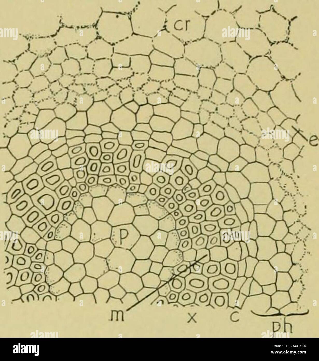Spore bearing structure hi-res stock photography and images - Alamy