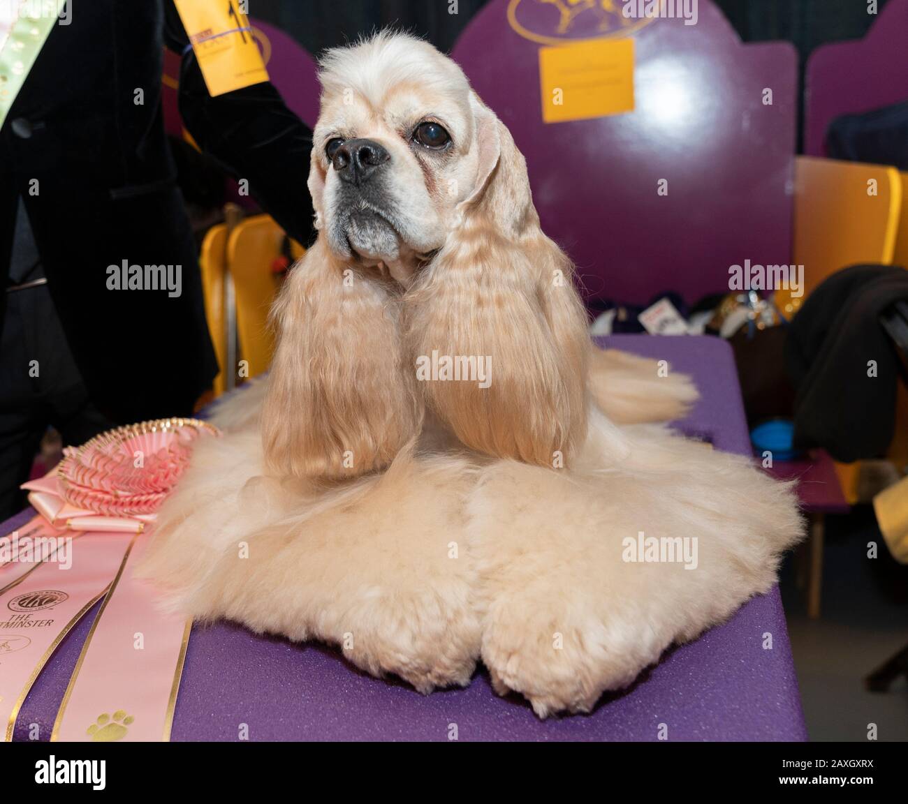 New York, NY - February 11, 2020: Winner of Junior Showmanship Jonathan ...