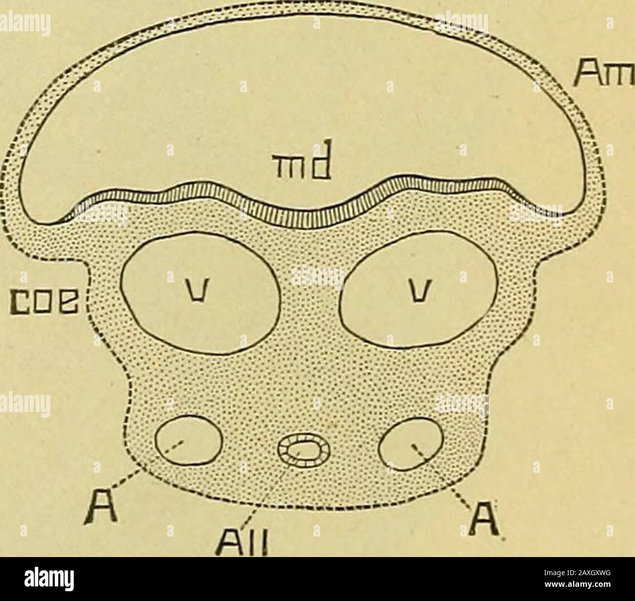 Umbilical Cord Cross Section