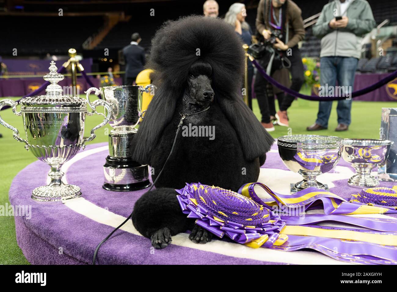 New York, NY - February 11, 2020: Winner of Best in Show Standard ...