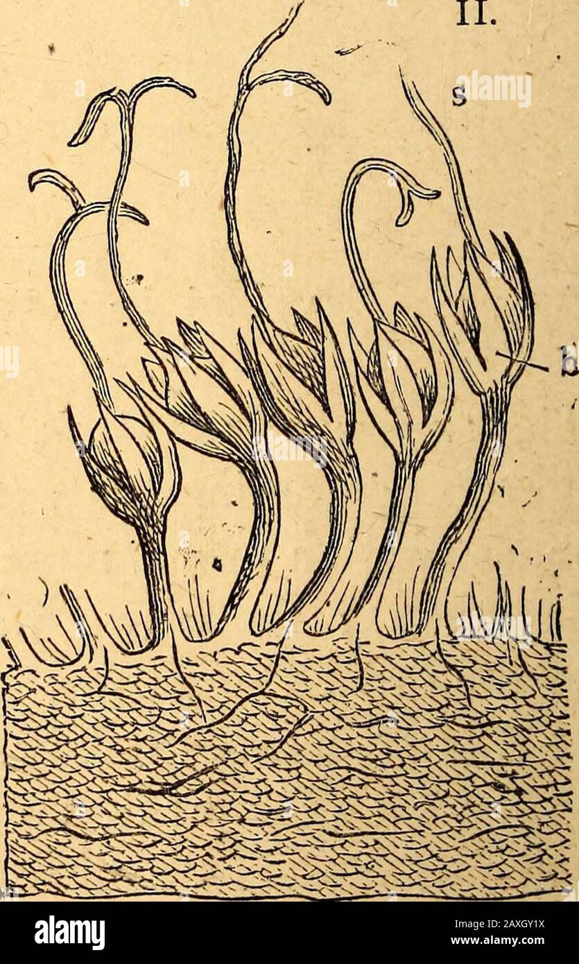 Hypanthodium hi-res stock photography and images - Alamy