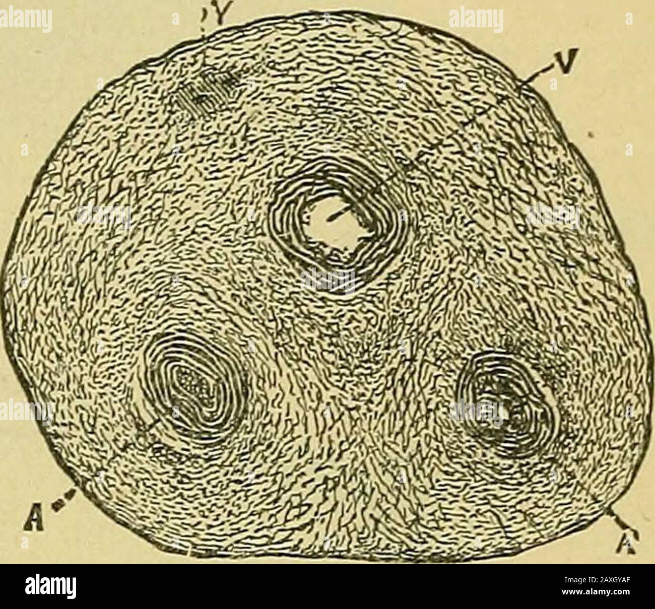The practice of obstetrics, designed for the use of students and ...