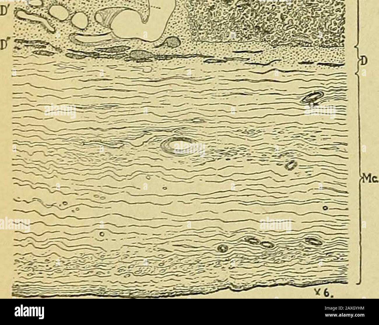 Decidua basalis hi-res stock photography and images - Alamy