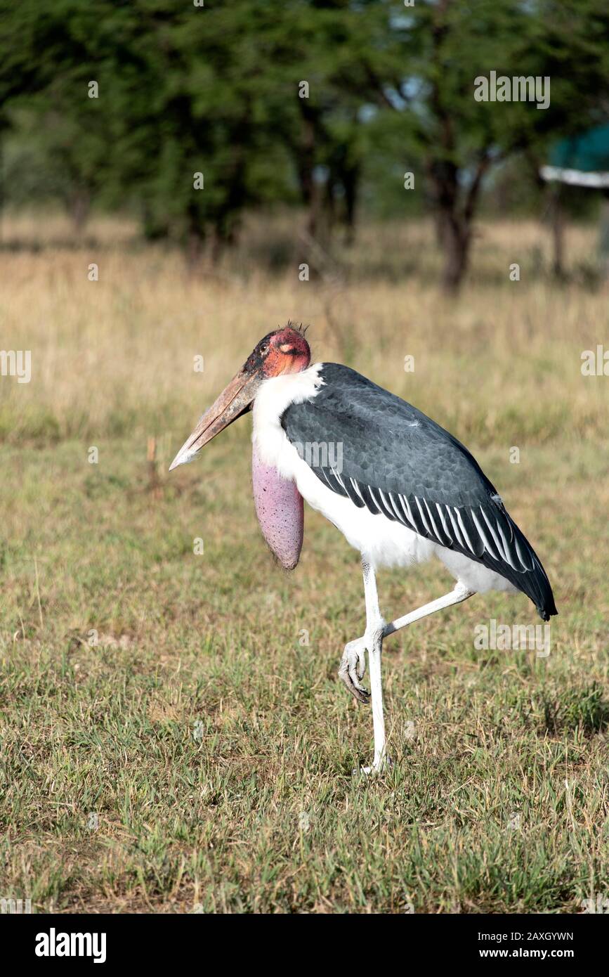 Marabou stork with long beck hi-res stock photography and images - Alamy