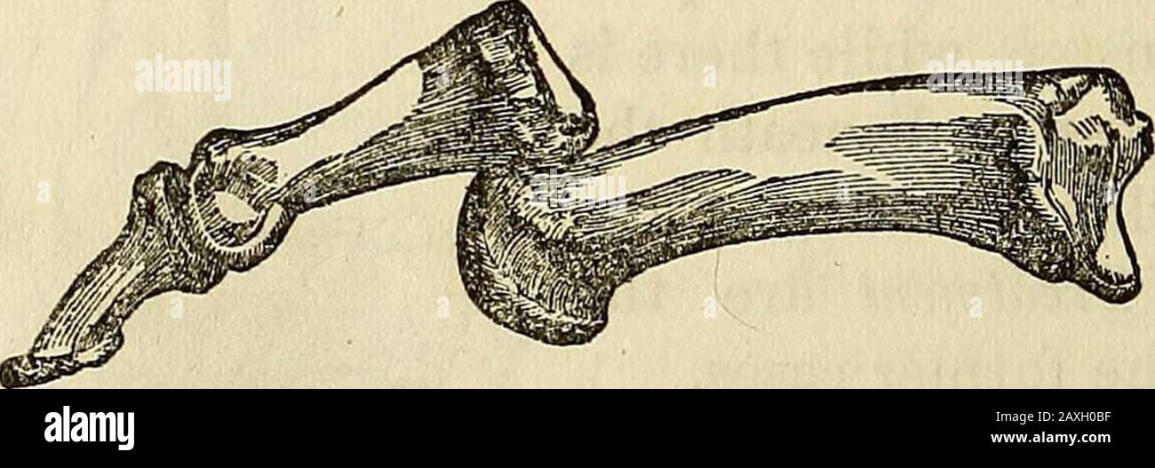 Os calcis hi-res stock photography and images - Alamy