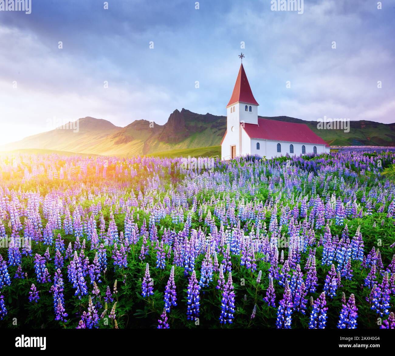 Lutheran Myrdal church surrounded by blooming lupine flowers, Vik ...