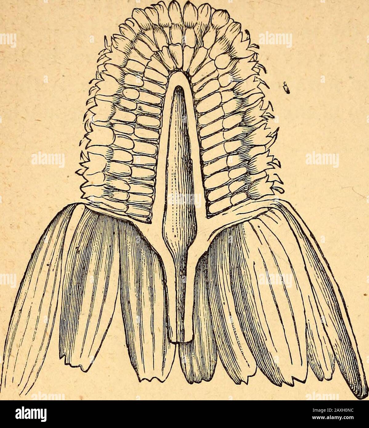 Hypanthodium hi-res stock photography and images - Alamy