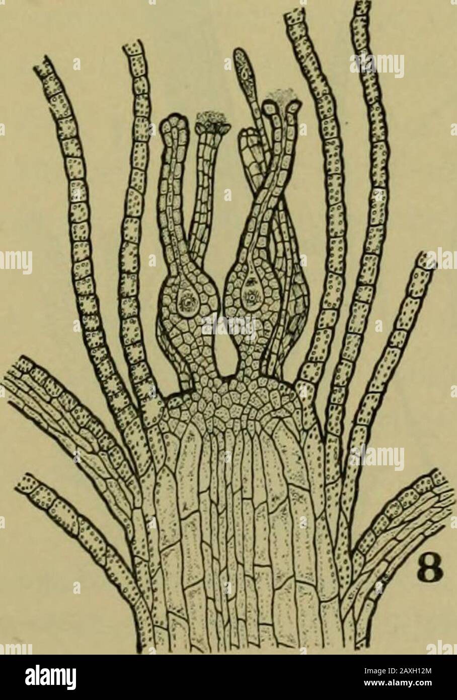 Funaria hi-res stock photography and images - Alamy