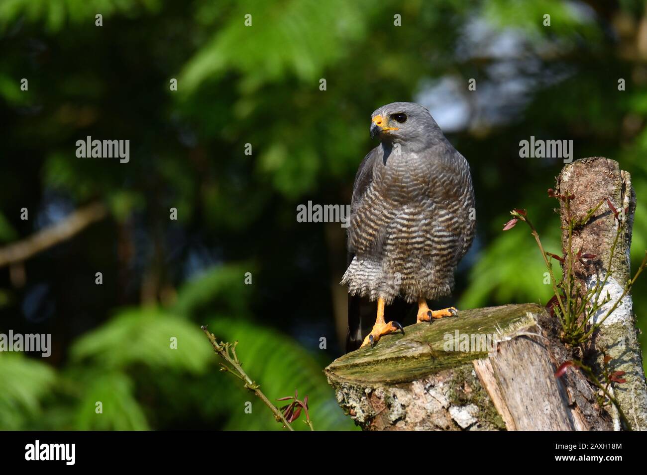 A Gray Hawk in Costa Rica rainforest Stock Photo - Alamy