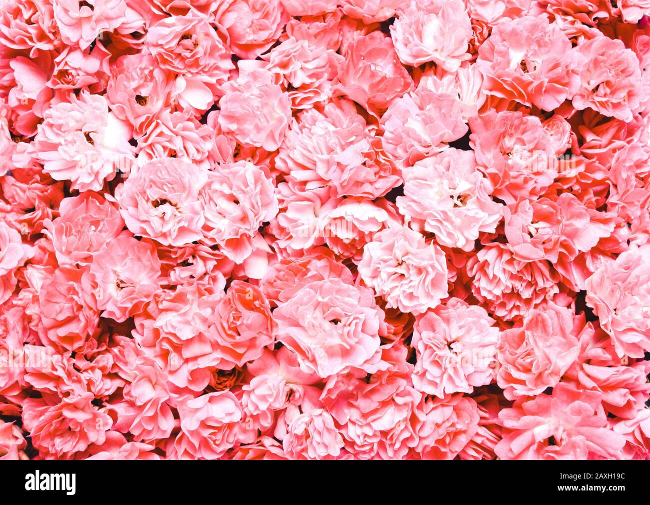 Background with pink, coral flowers. Natural holiday lettering ...