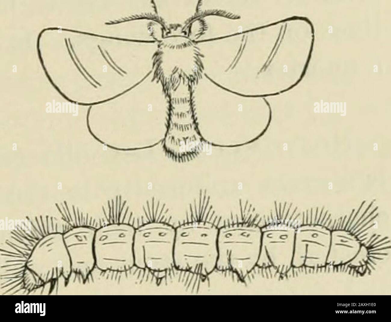 Transverse moth hi-res stock photography and images - Alamy