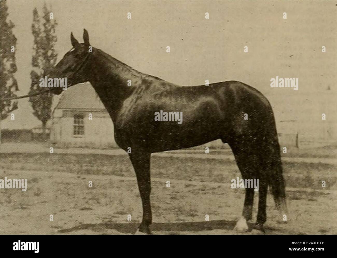 Breeder and sportsman . at yearbeing aged horses. He is a well bred ...