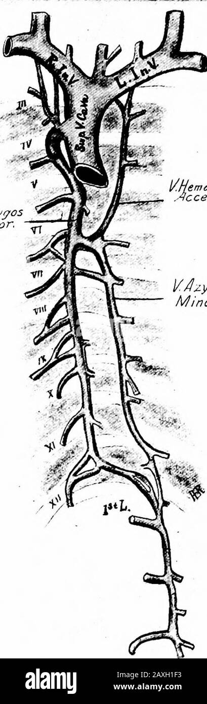 A manual of anatomy . Fig. 184.—The portal vein and its tributaries. to ...