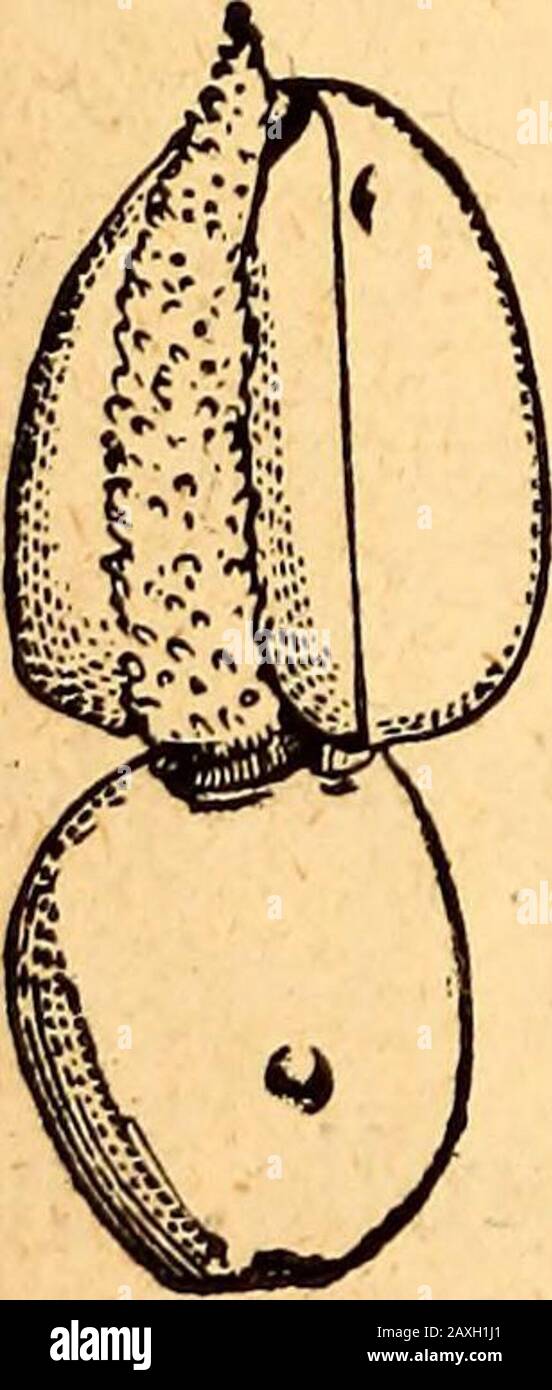 Perigynous hi-res stock photography and images - Alamy