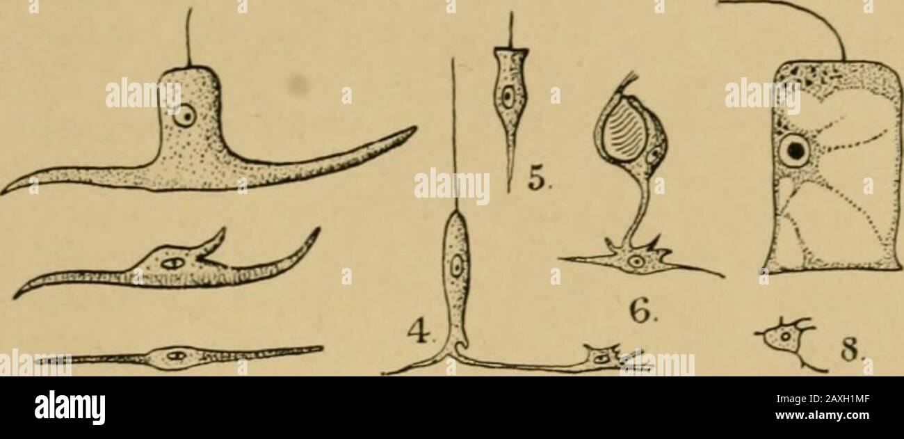 The porifera and coelentera . iiovided with a similarfilament, the ...