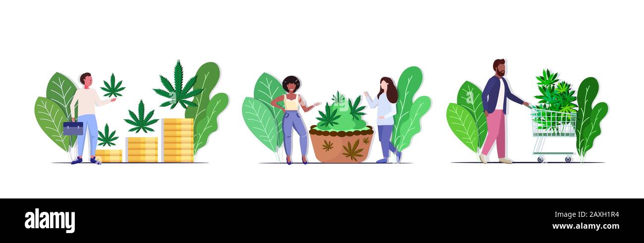 set people eating cannabis cookie buying medical marijuana hemp plants ...