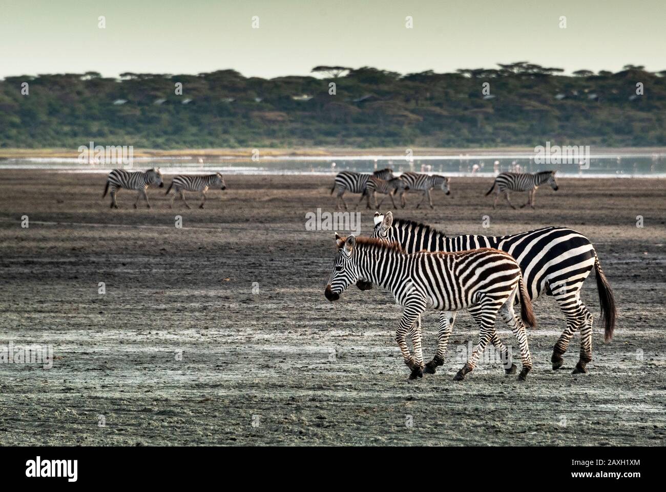Barking african horse hi-res stock photography and images - Alamy