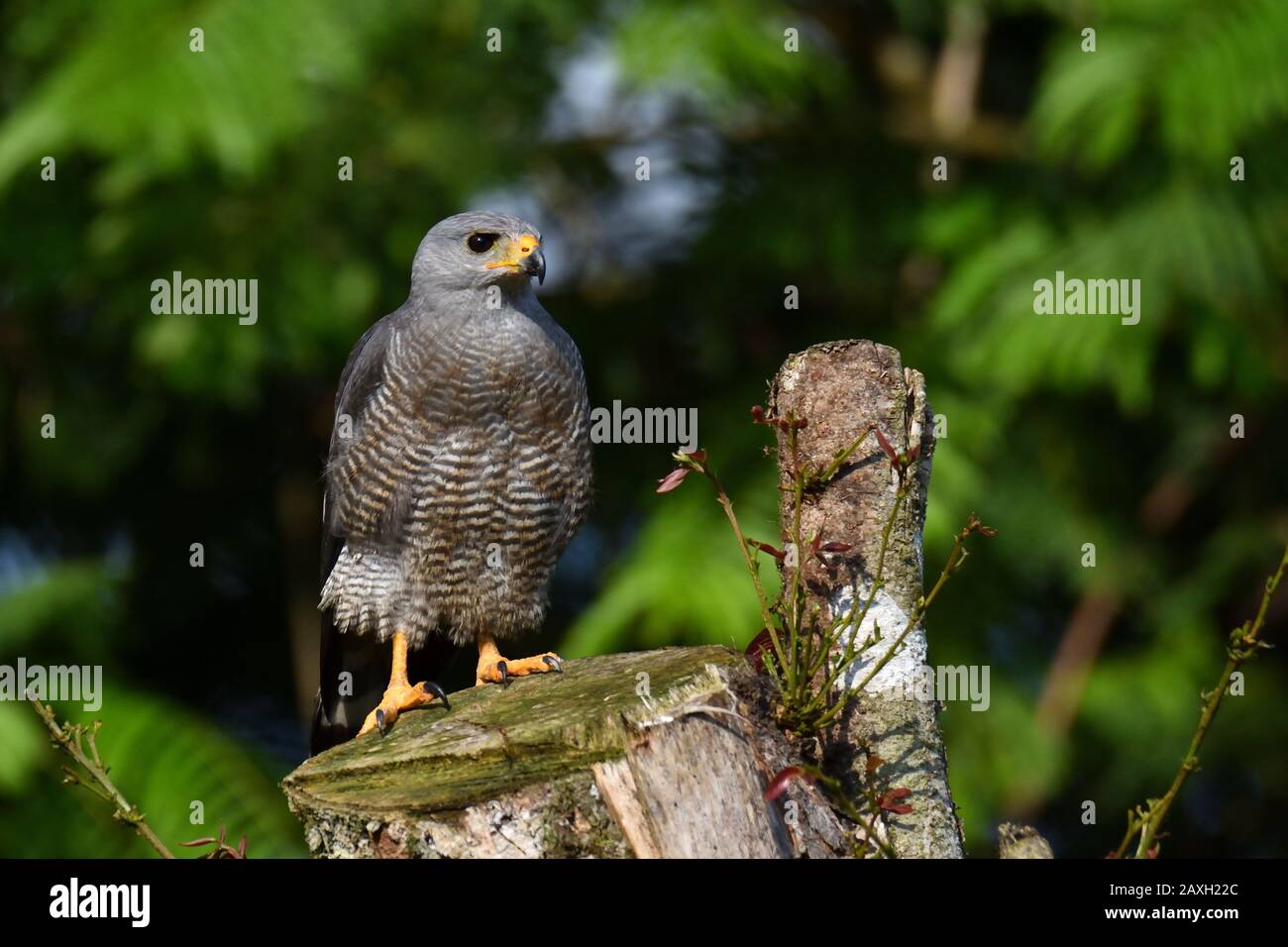 A Gray Hawk in Costa Rica rainforest Stock Photo - Alamy