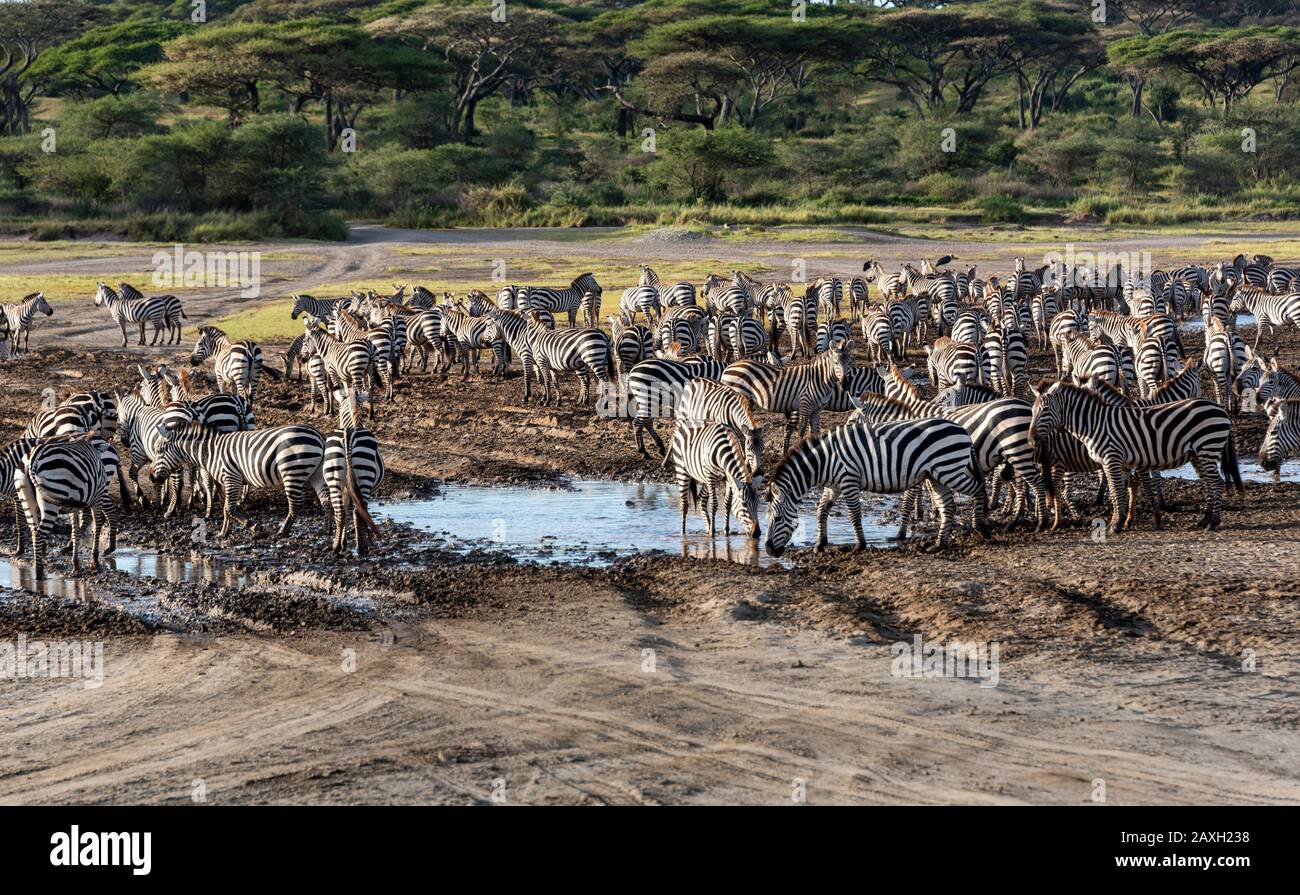 Zebra herd at muddy waterhole hi-res stock photography and images - Alamy
