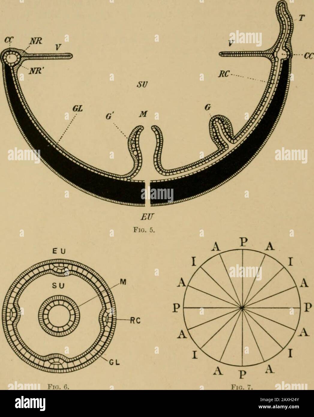 The porifera and coelentera . y hatched), mesogloea (a thick black line ...