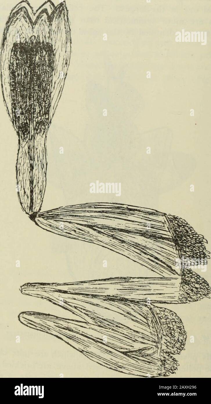 5 ray floret hi-res stock photography and images - Alamy