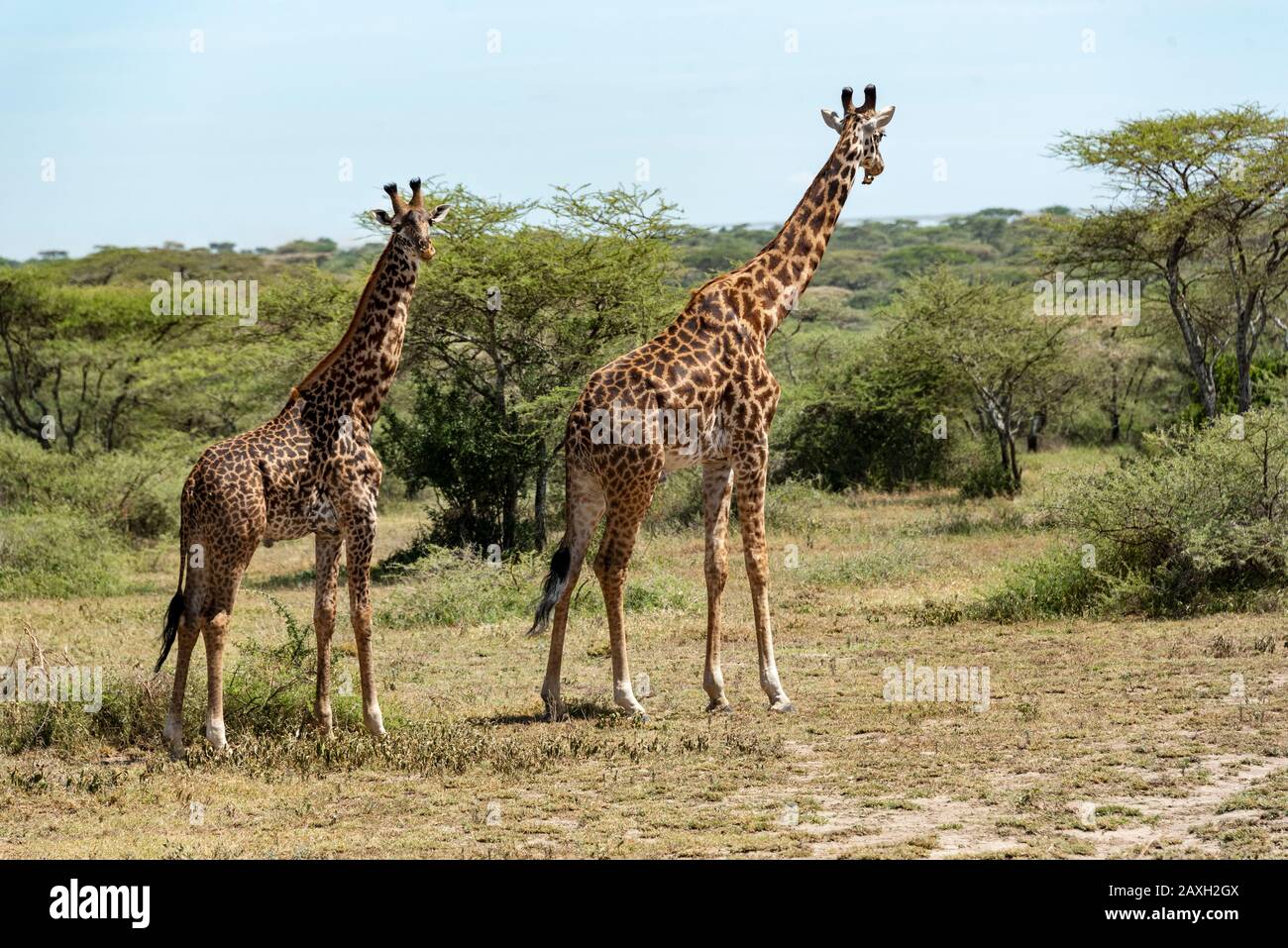 Short neck giraffe hi-res stock photography and images - Alamy