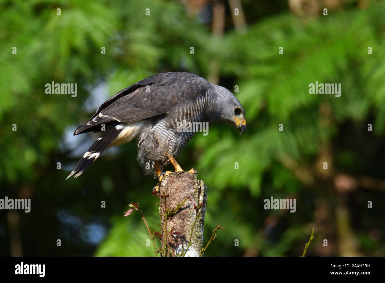 A Gray Hawk in Costa Rica rainforest Stock Photo - Alamy