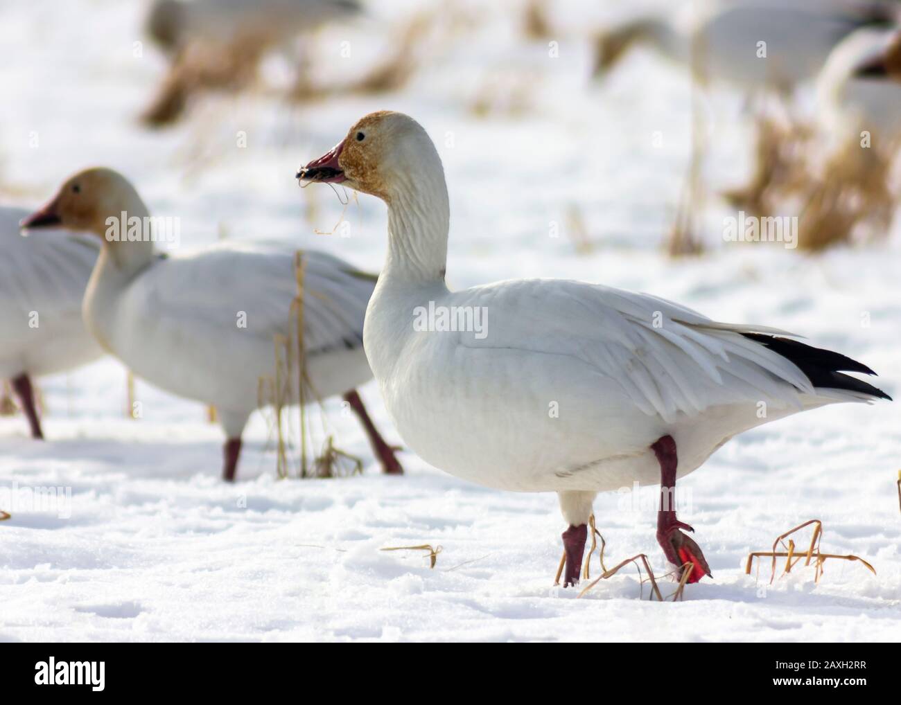 Migrating snow geese eating grass in in the snow, in Delta, British ...